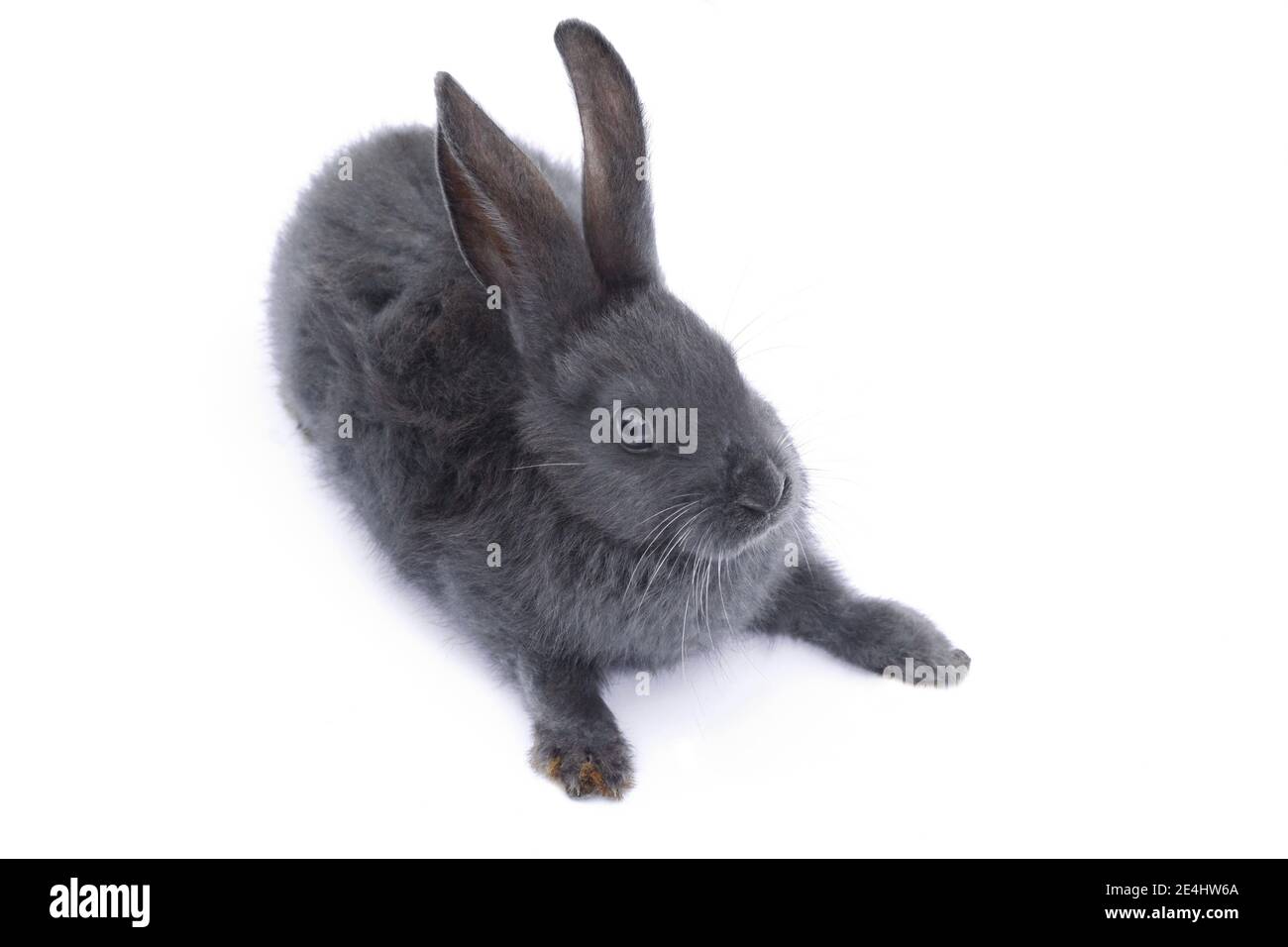 Grey Rabbit isolated on white background Stock Photo - Alamy
