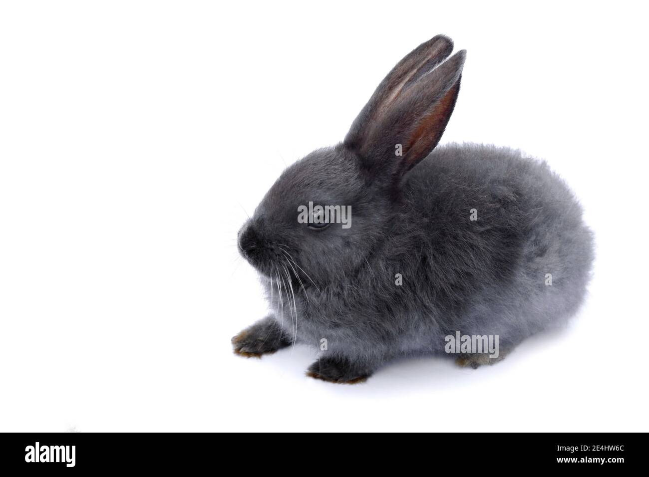 Grey Rabbit isolated on white background Stock Photo - Alamy