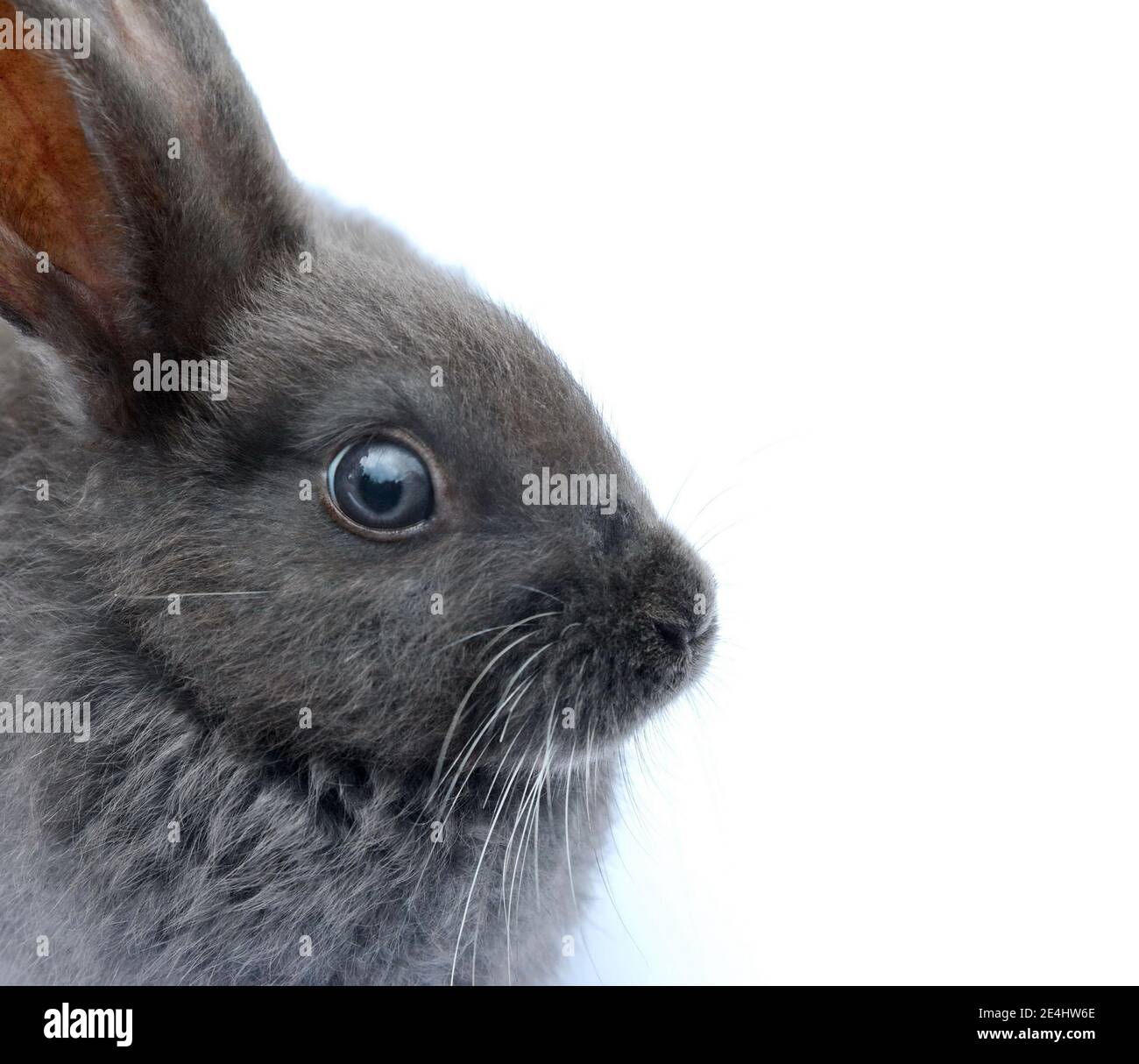 Grey Rabbit isolated on white background Stock Photo - Alamy