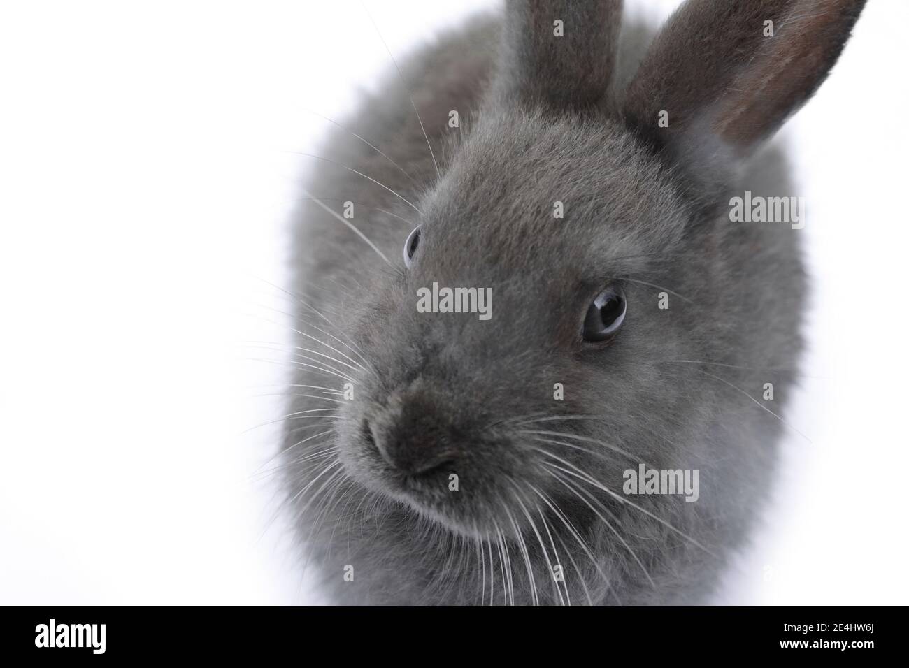 Grey Rabbit isolated on white background Stock Photo - Alamy