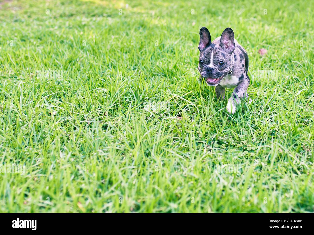 Beautiful puppy spotted french bulldog happy at the park outdoors Stock ...