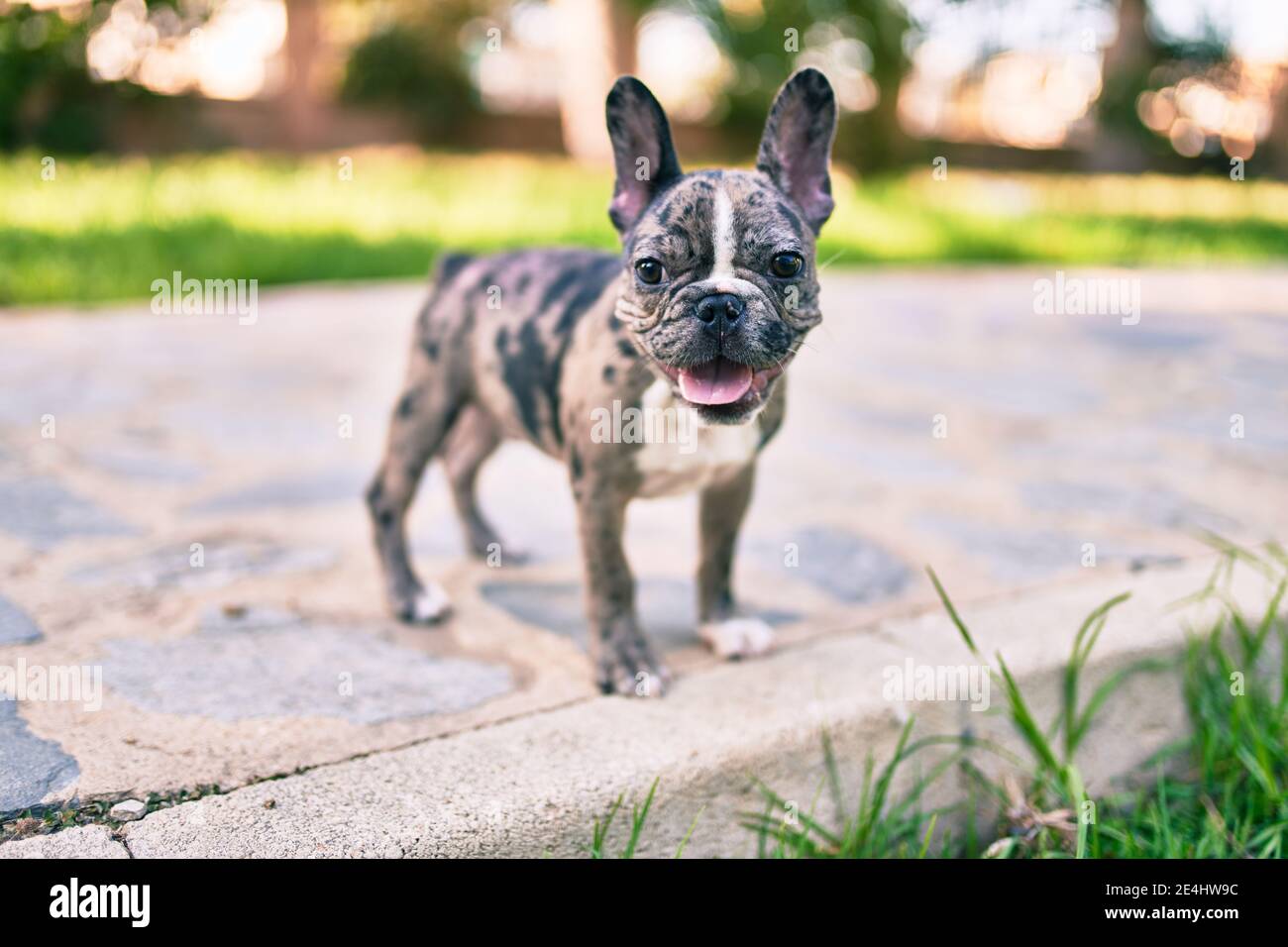 Beautiful puppy spotted french bulldog happy at the park outdoors Stock ...