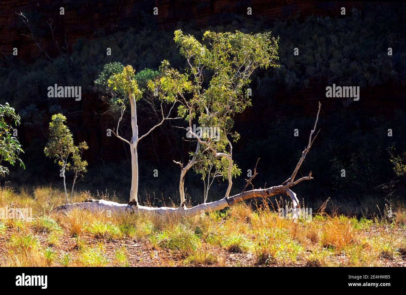 Australian Eucalyptus Snappy Gum Trees Stock Photo - Alamy
