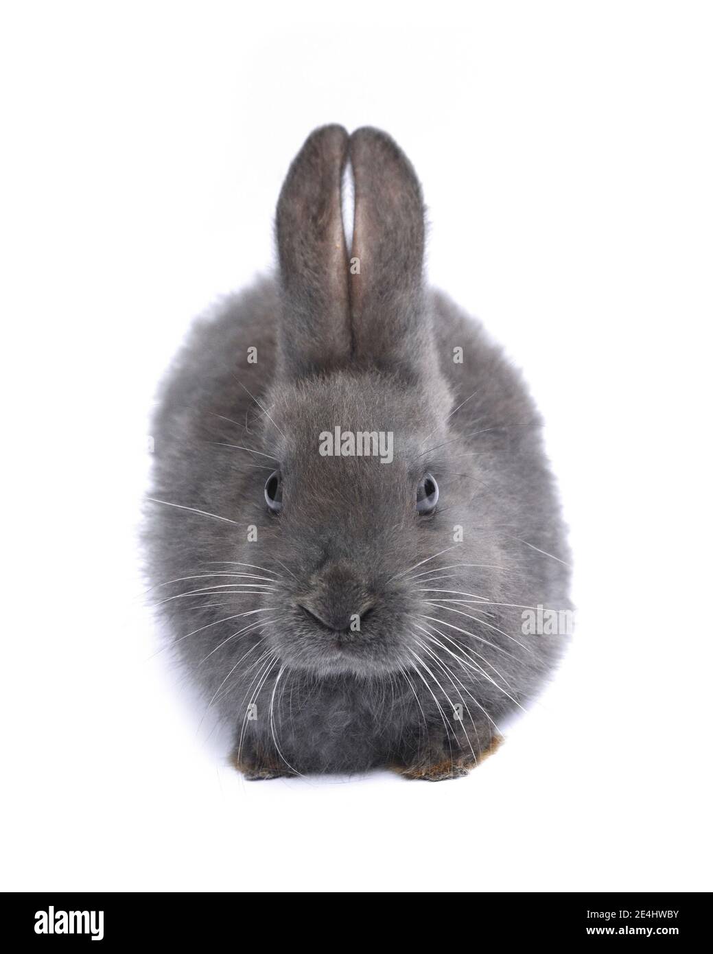 Grey Rabbit isolated on white background Stock Photo - Alamy