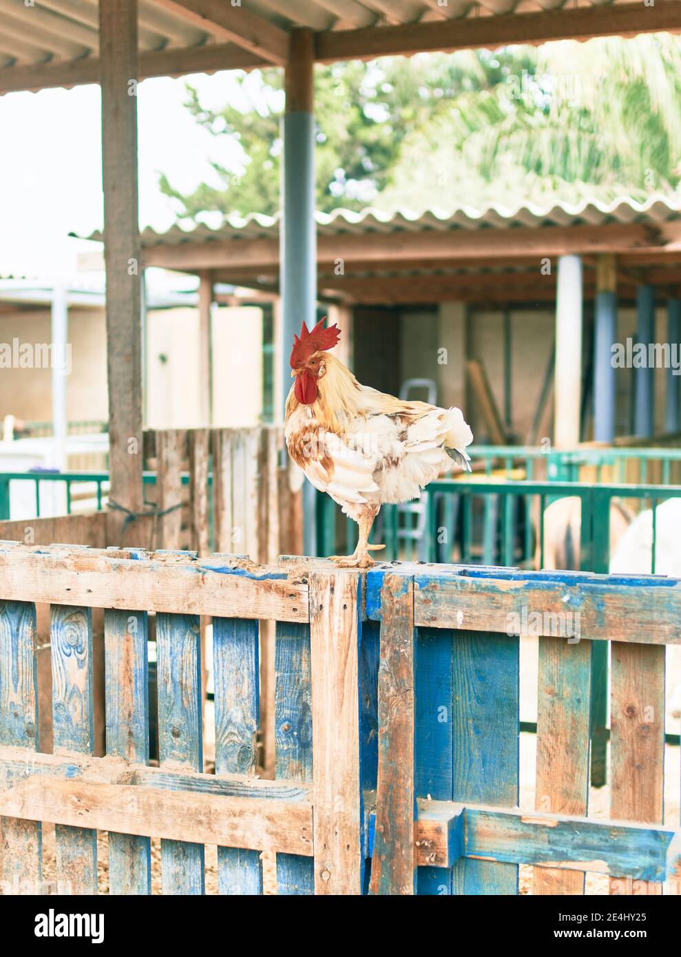 Adorable rooster at the farm Stock Photo - Alamy