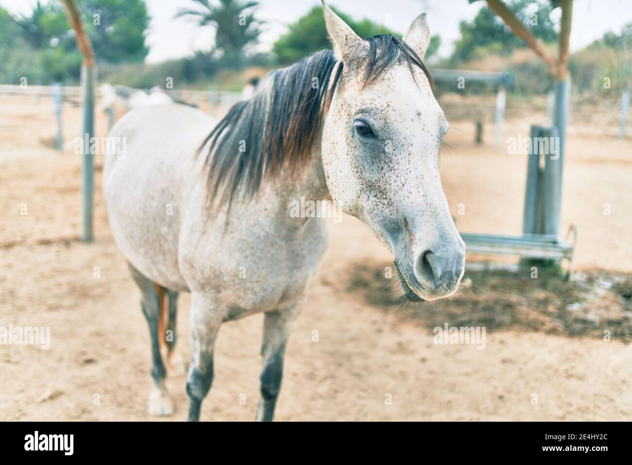 Adorable horse at the farm Stock Photo - Alamy
