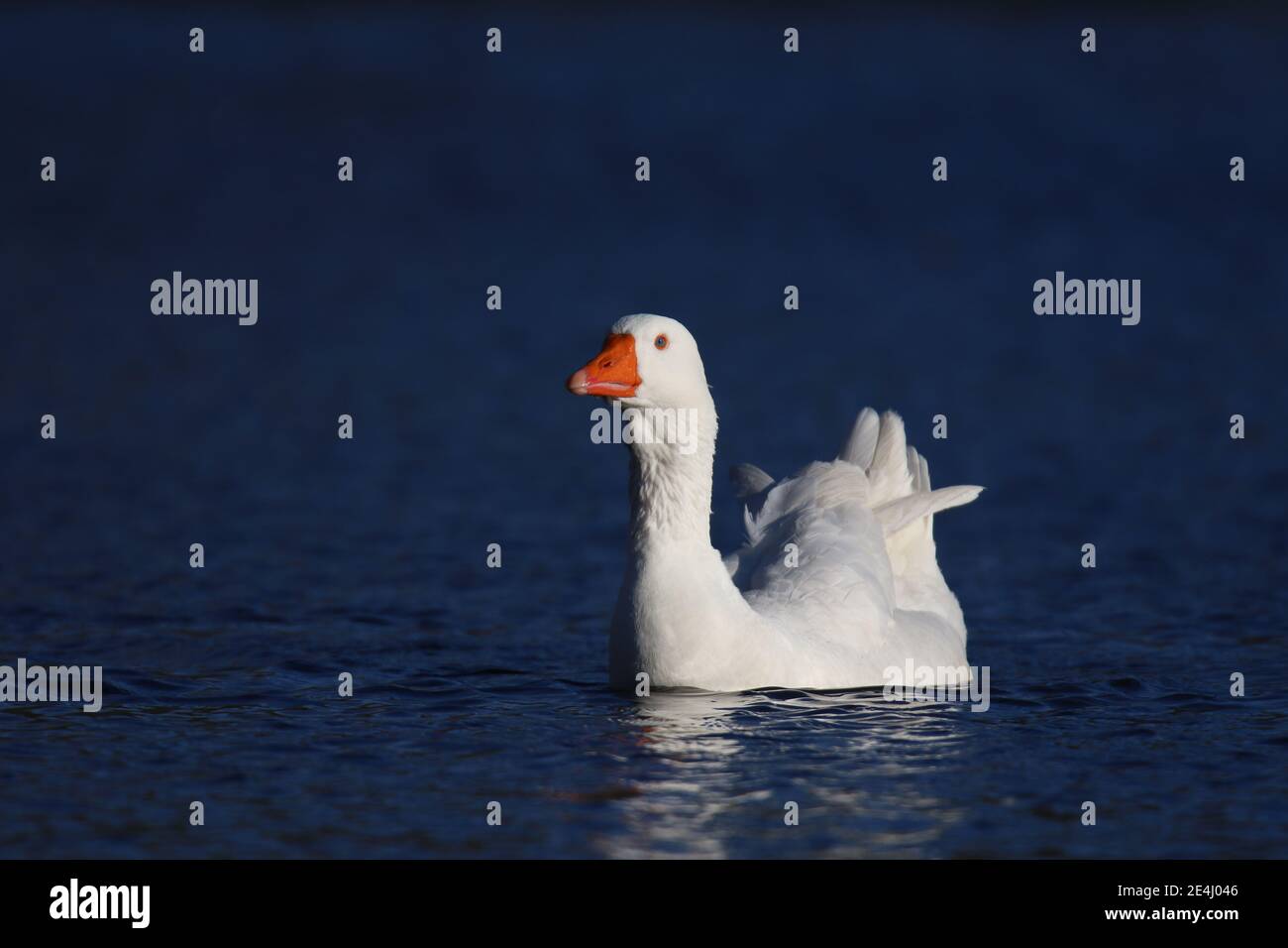 One white goose swimming on blue water Stock Photo - Alamy
