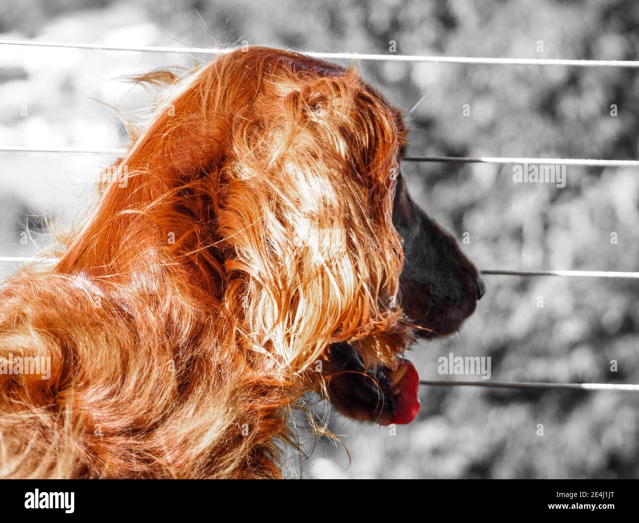Irish Red Setter, black and white background with highlighted red dog ...