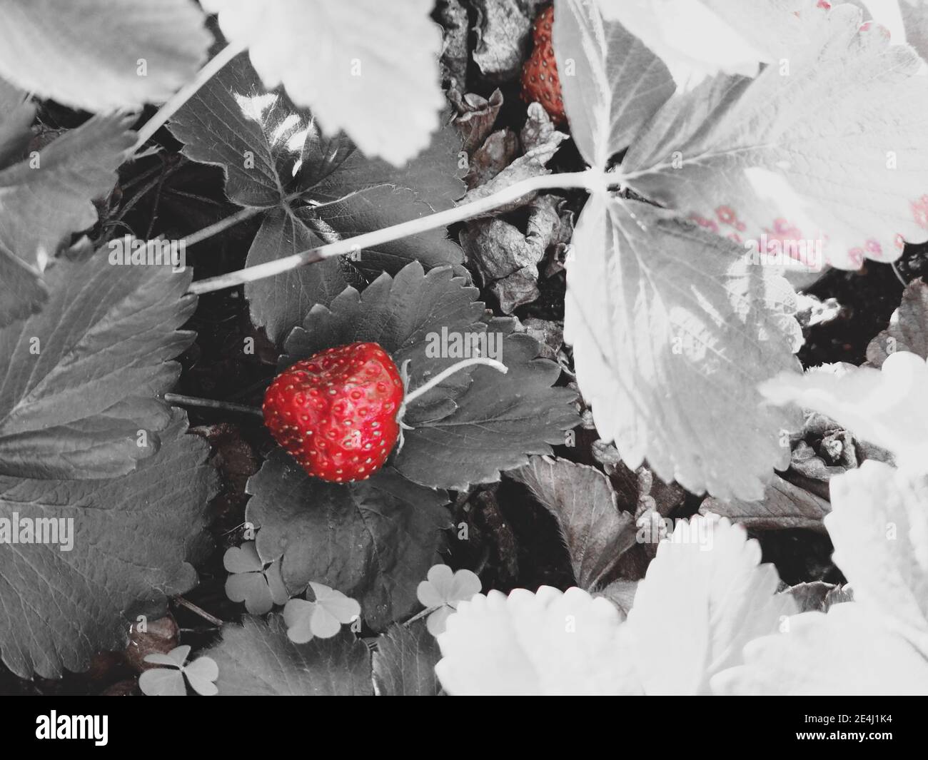 Sweet fruit, grey and red Strawberry plant with leaves and highlighted ...