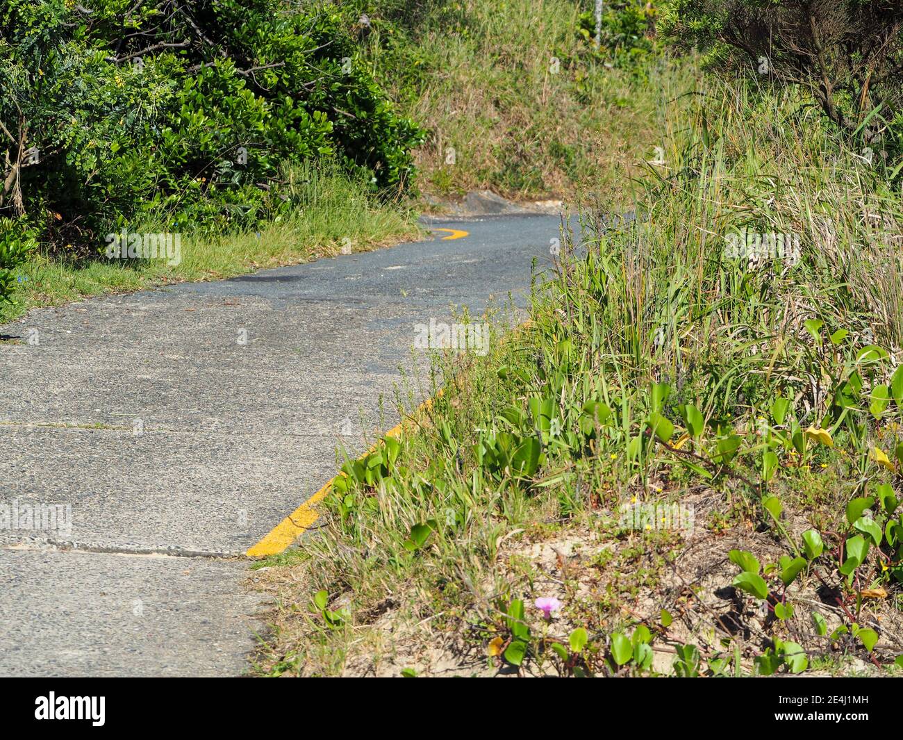 A curving bitumen road with green foliage on either side going up Stock ...