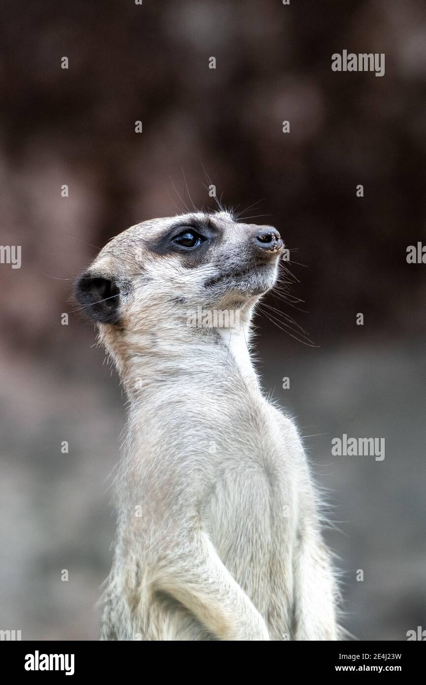 Standing Meerkat upper body with its head tilted back, looking to the ...