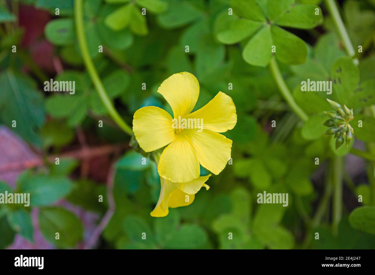Yellow sheep-sorrel flower. Also known as bermuda buttercup, African ...