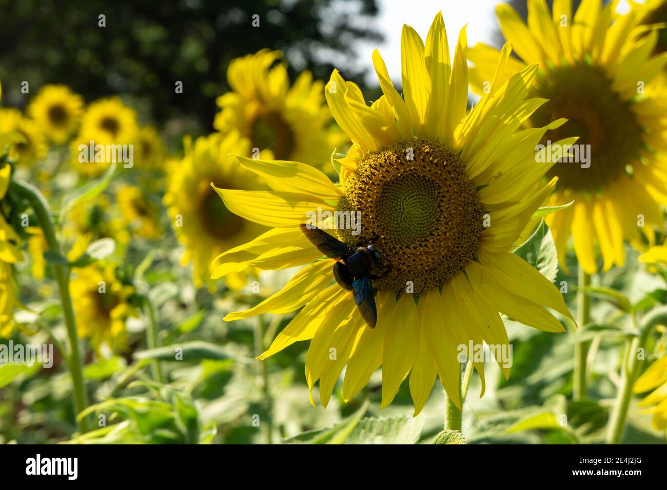 Sunflower insects hi-res stock photography and images - Alamy