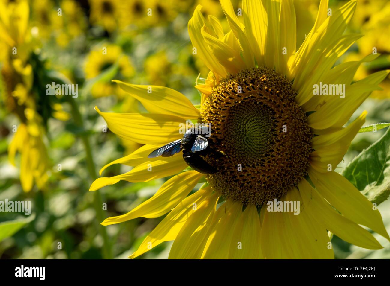 Sunflower insects hi-res stock photography and images - Alamy