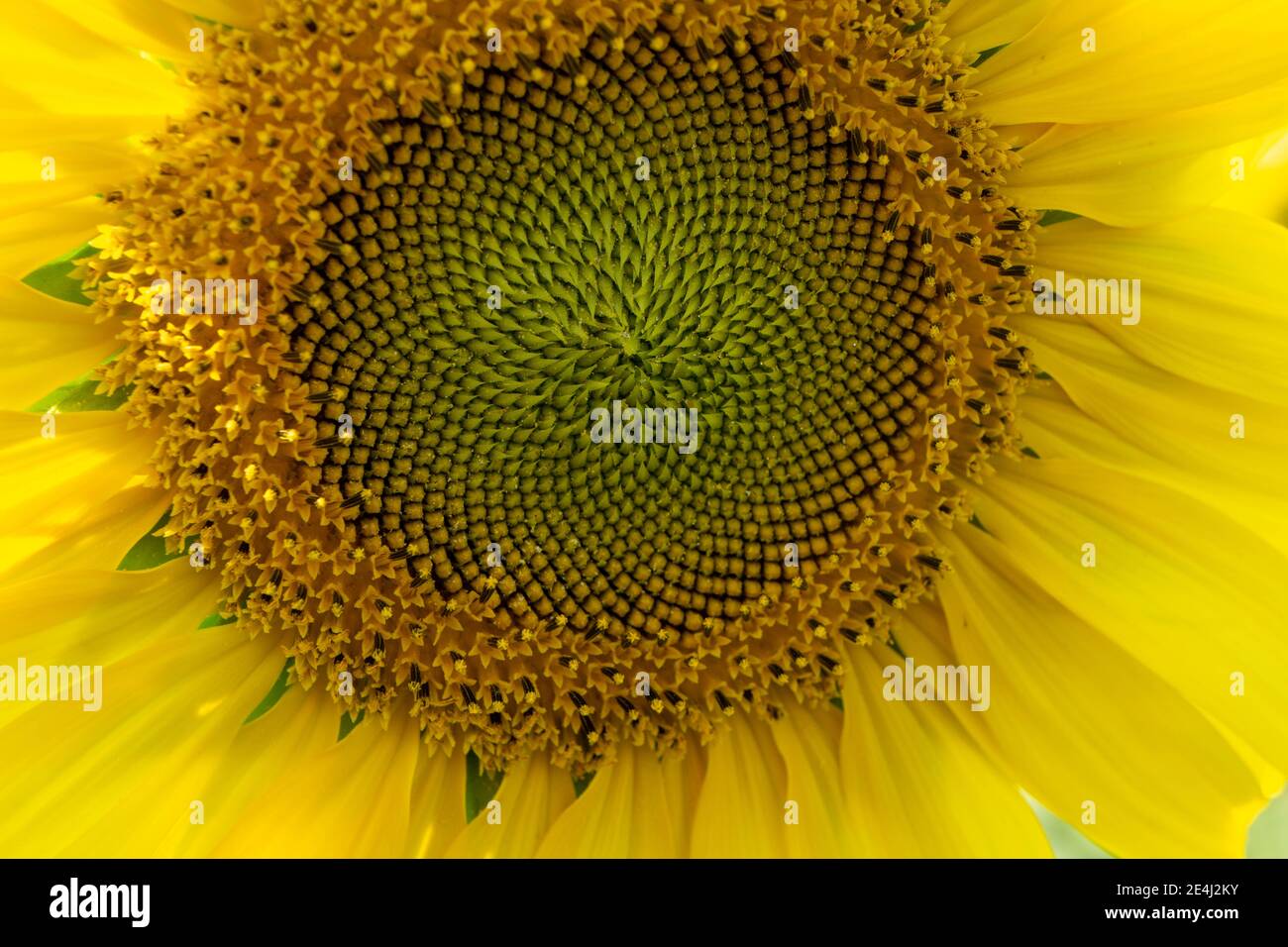 Yellow sunflower close up pattern texture background Stock Photo - Alamy