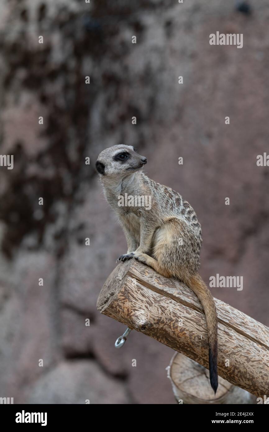 Meerkat sitting on a piece of wood looking to the right, head tilted ...