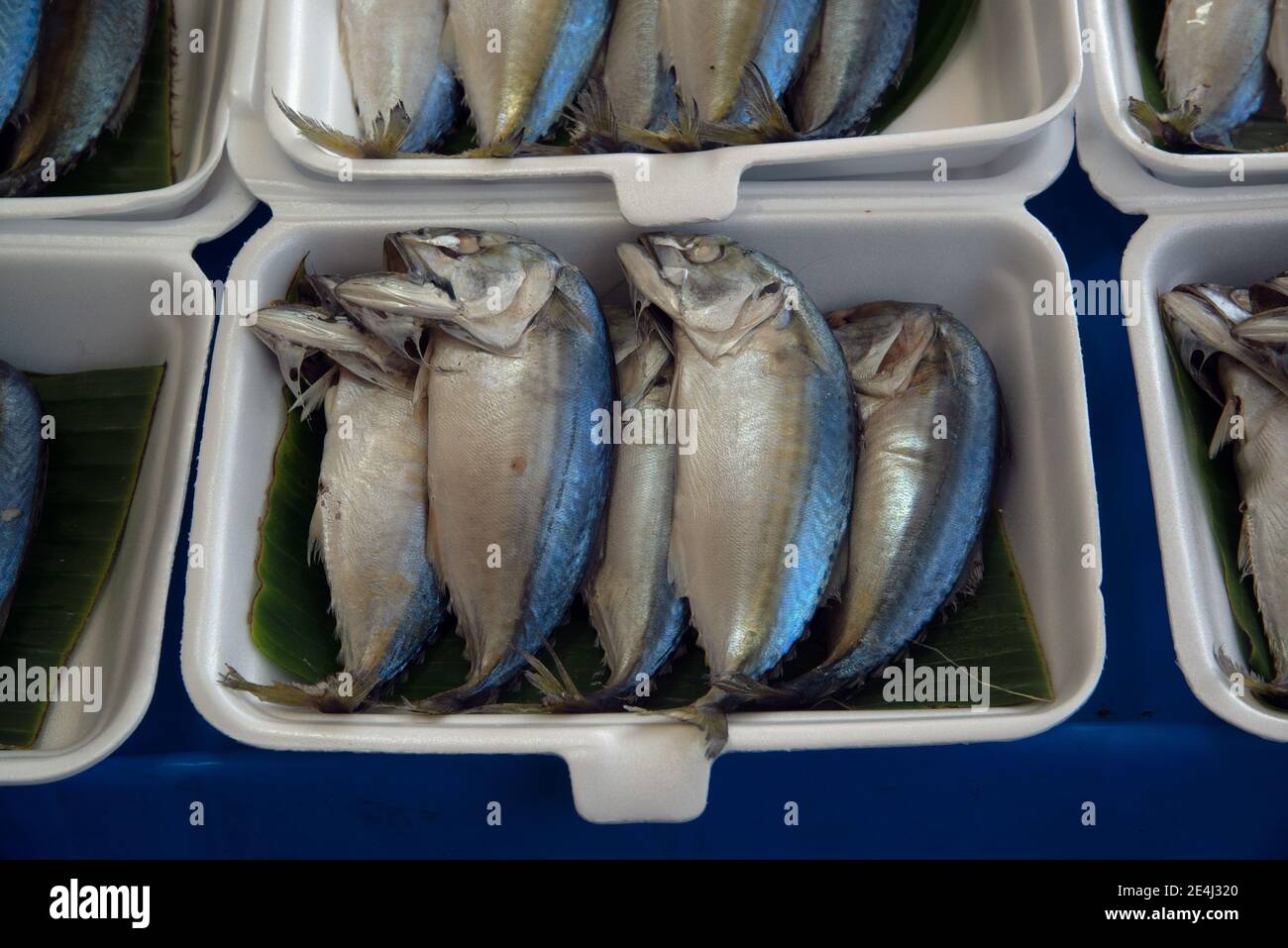 Fresh mackerel in a foam box Sold at a fresh market in Thailand Stock ...