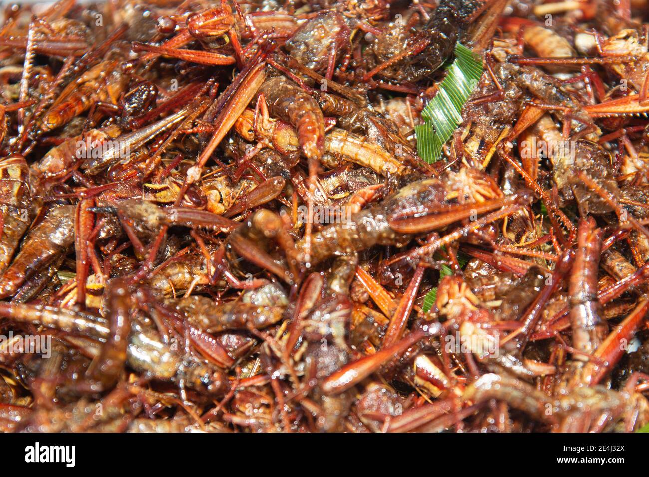 Grasshopper deep fried with salt on trays for street food in Thailand ...