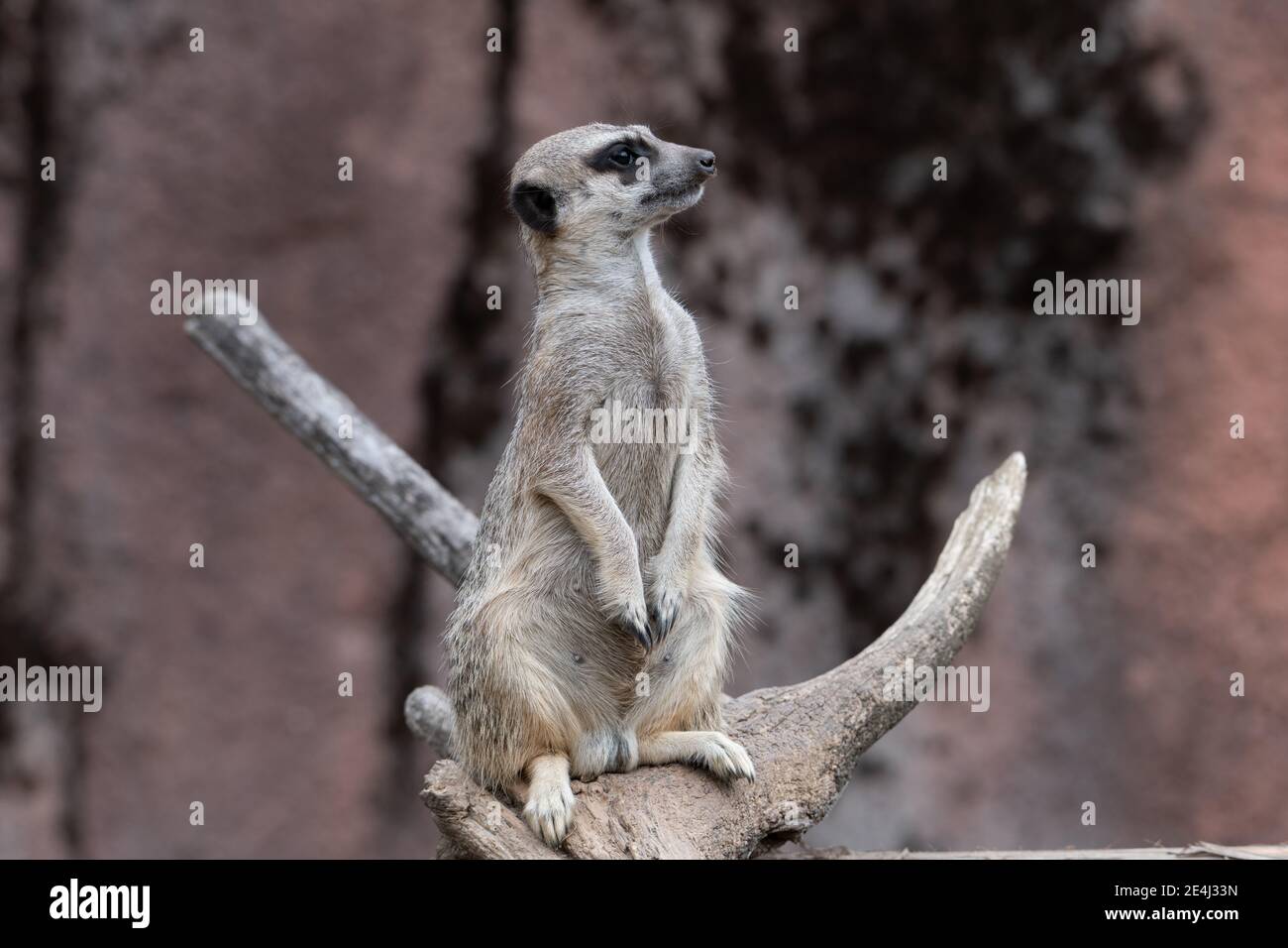 Sentinel standing hi-res stock photography and images - Alamy