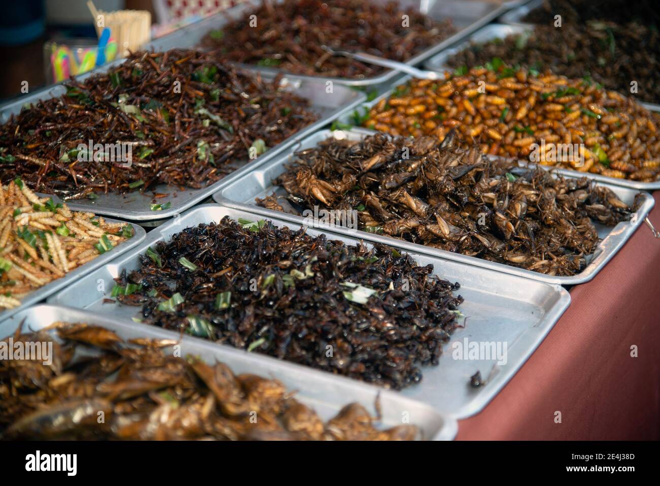 Salt-fried insects in food at Thai markets, this type of food is ...