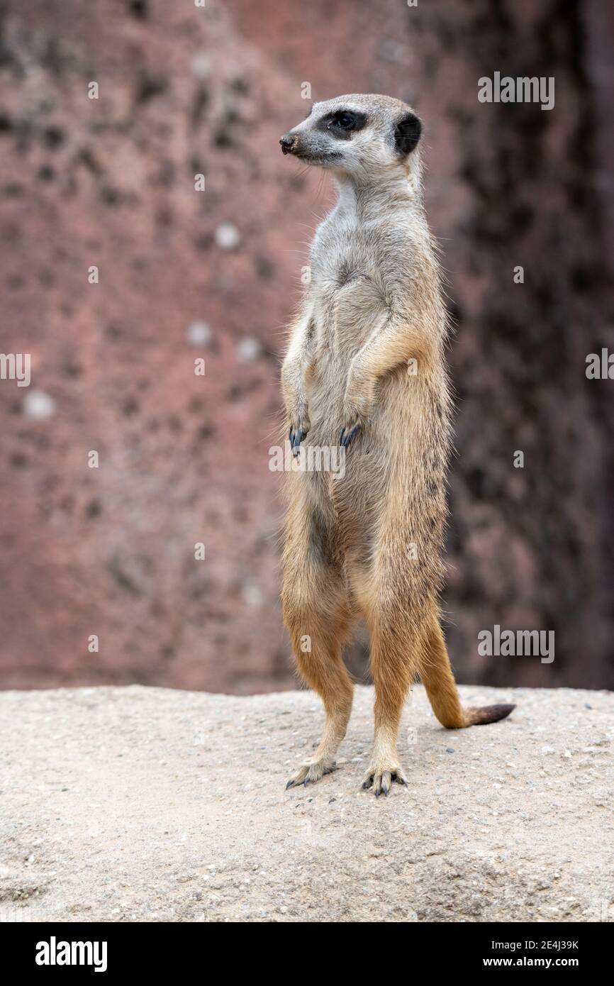 Meerkat standing on a stone and being watchfully on the lookout Stock ...