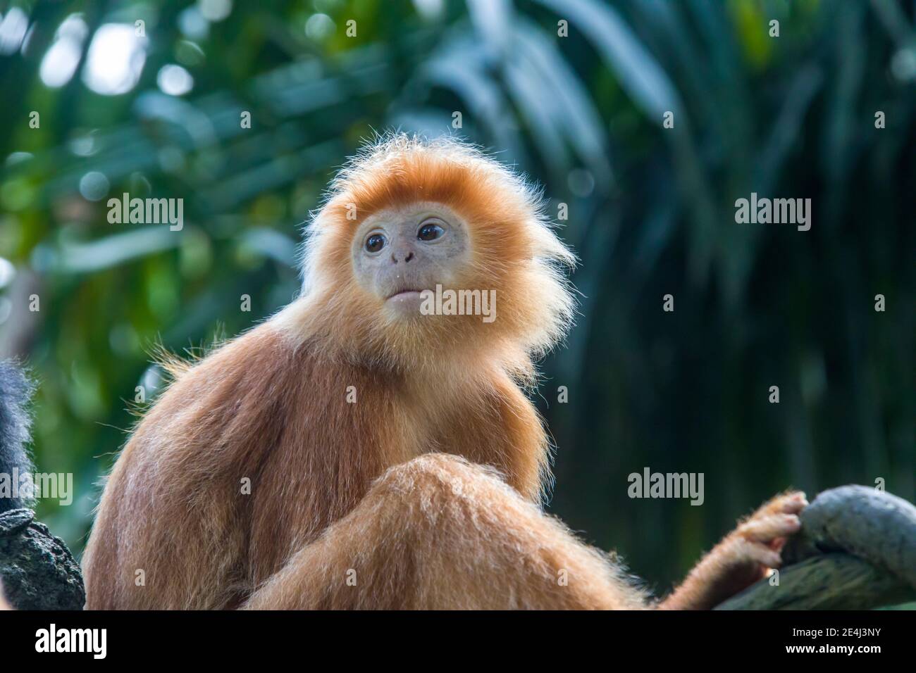 The Javan lutung (Trachypithecus auratus) is eating peanut, also known ...