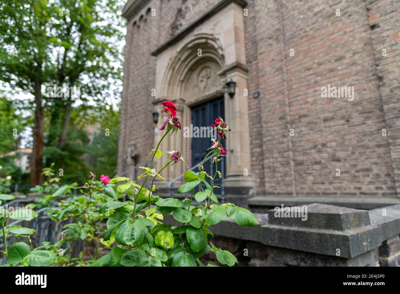 Suffering, unhealthy, flowers with only a few petals left in front of a ...