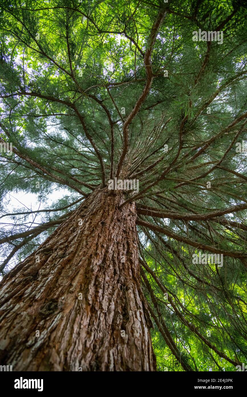 Old, large and majestic tree with branches strecthing out far as seen ...