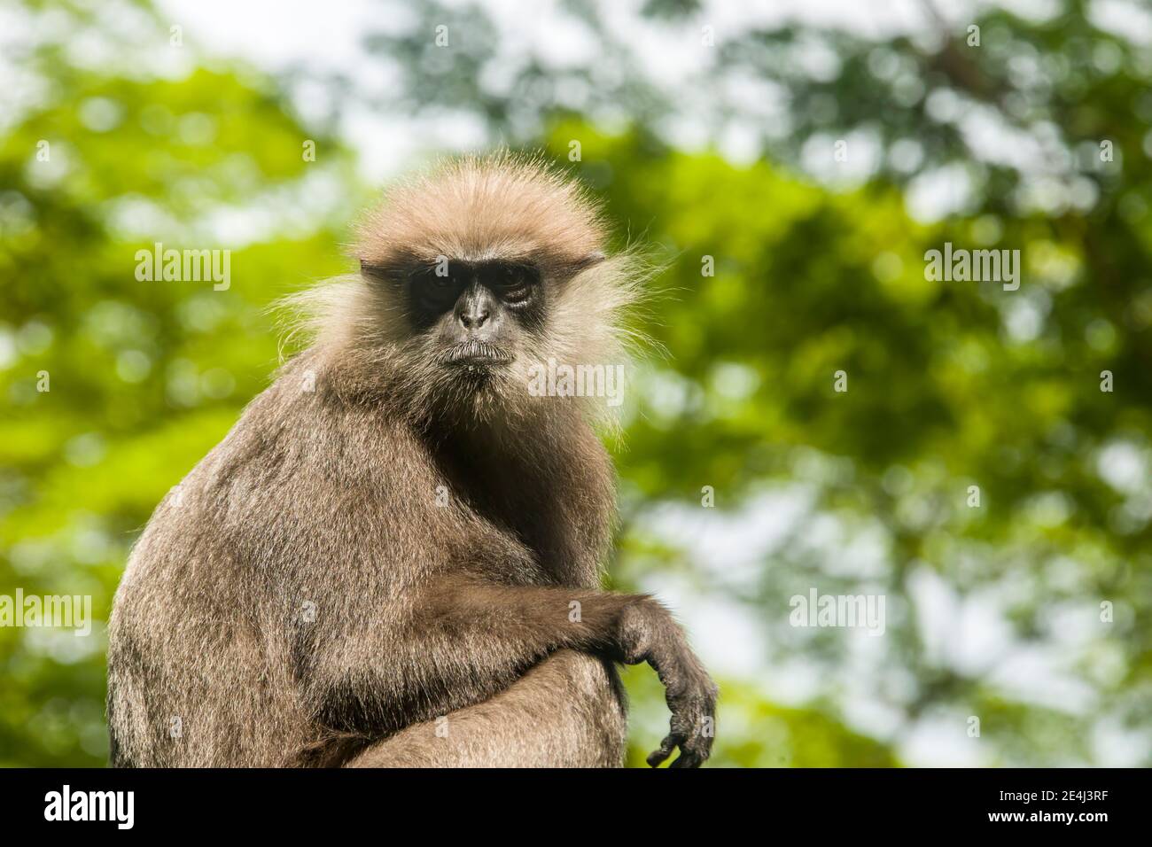 The purple-faced langur (Semnopithecus vetulus) is a species of Old ...