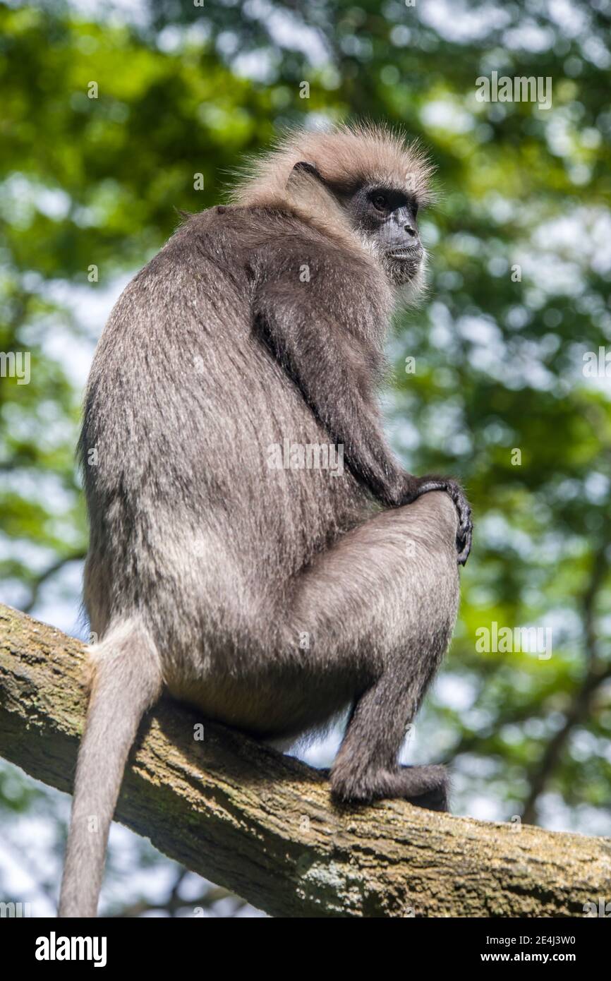 The purple-faced langur (Semnopithecus vetulus) is a species of Old ...