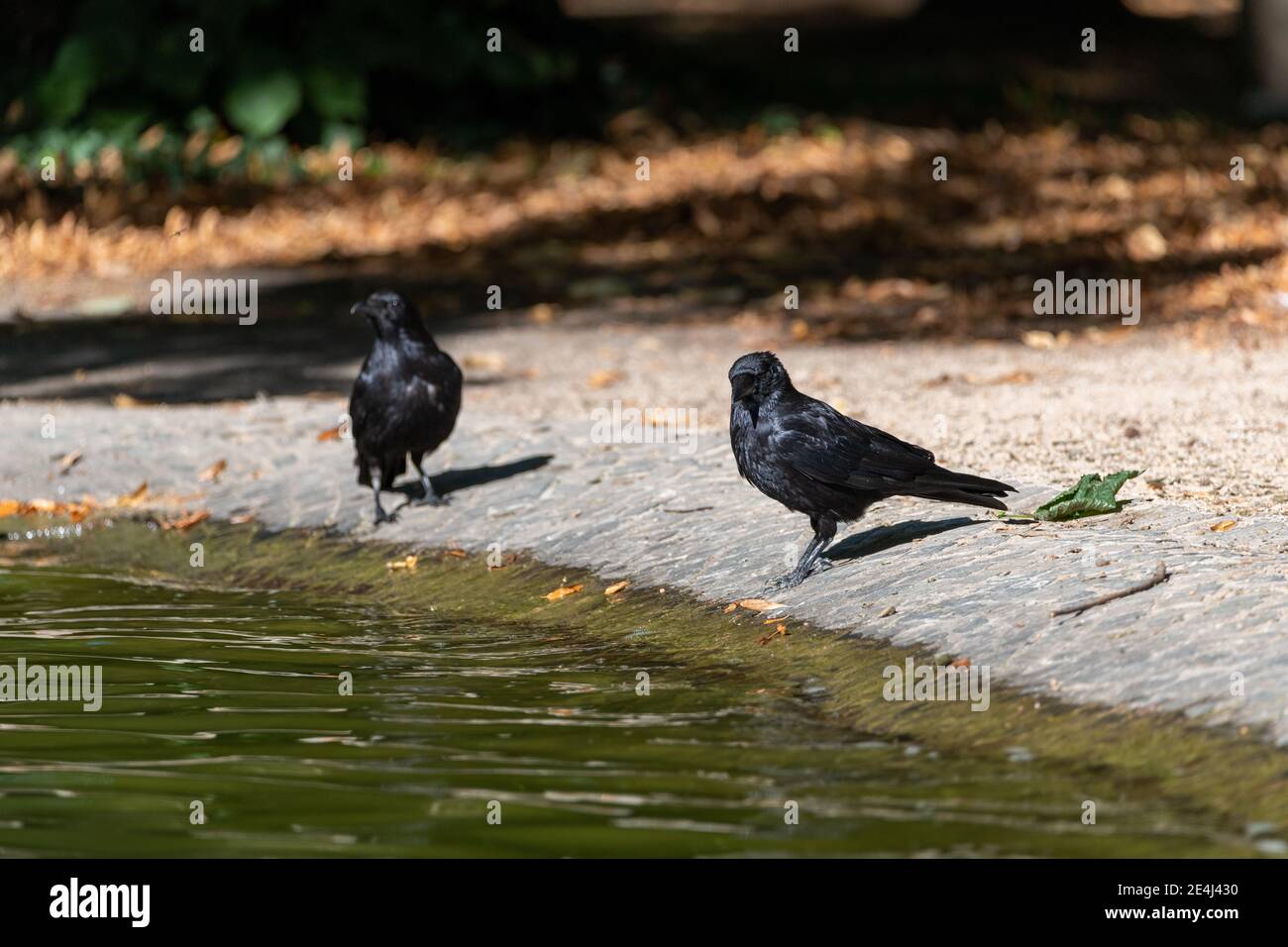 Two raven hi-res stock photography and images - Alamy