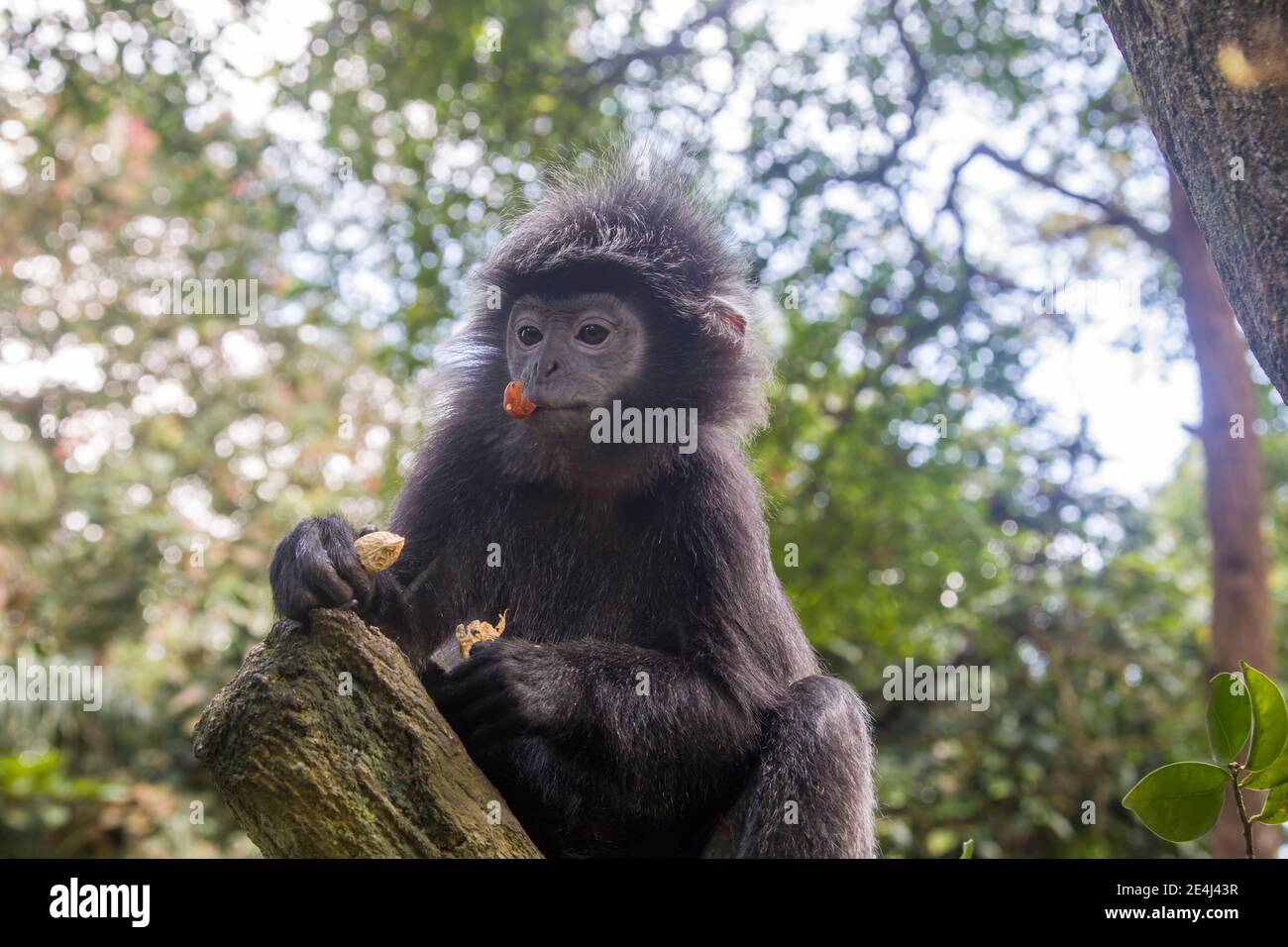 The Javan lutung (Trachypithecus auratus) is eating peanut, also known ...