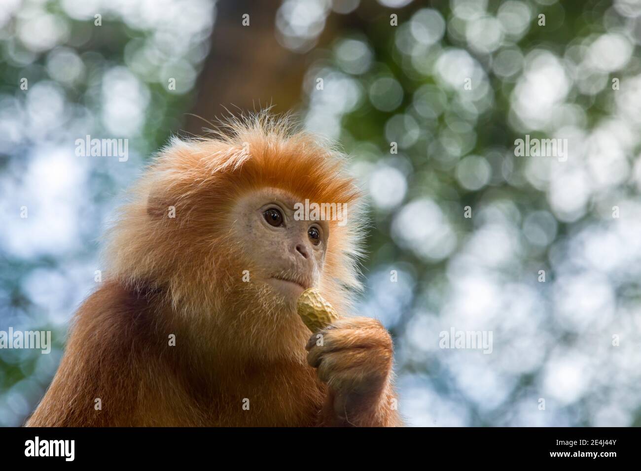 The Javan lutung (Trachypithecus auratus) is eating peanut, also known ...
