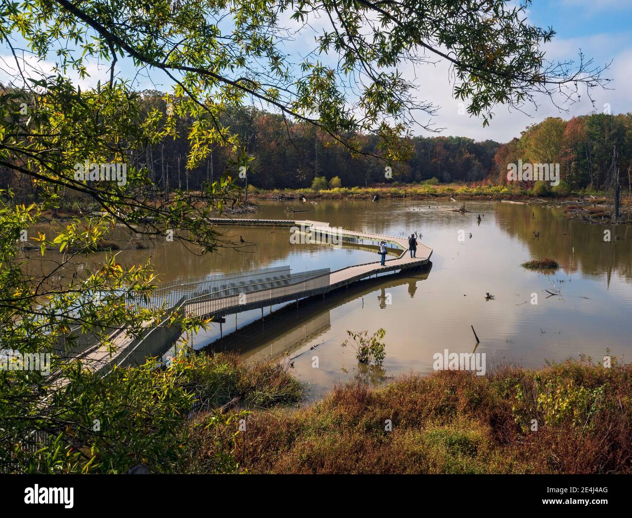 Boardwalks along the wetlands of Huntley Meadows Park offer closeup ...