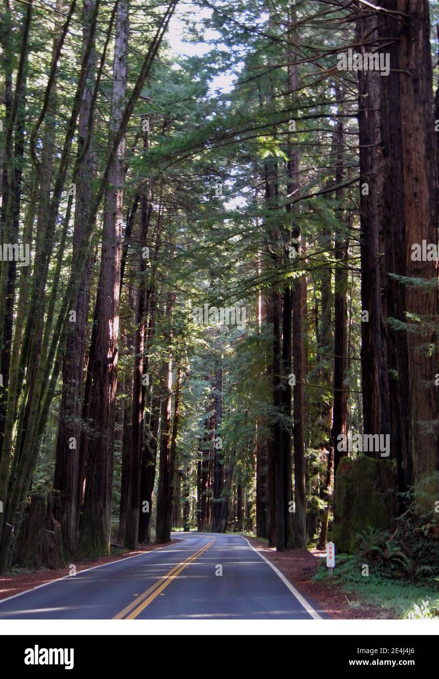 Redwood highway hi-res stock photography and images - Alamy