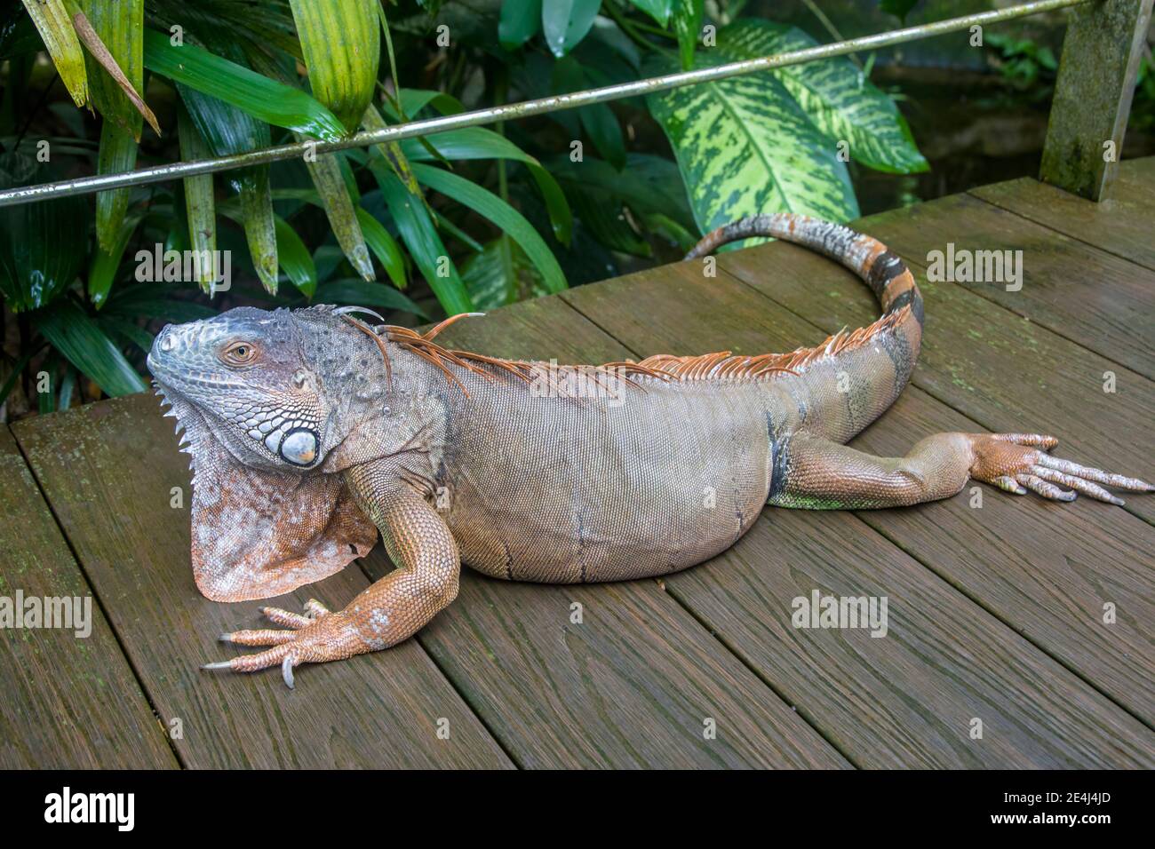 The Red Iguana(Iguana iguana) closeup image. it actually is green ...
