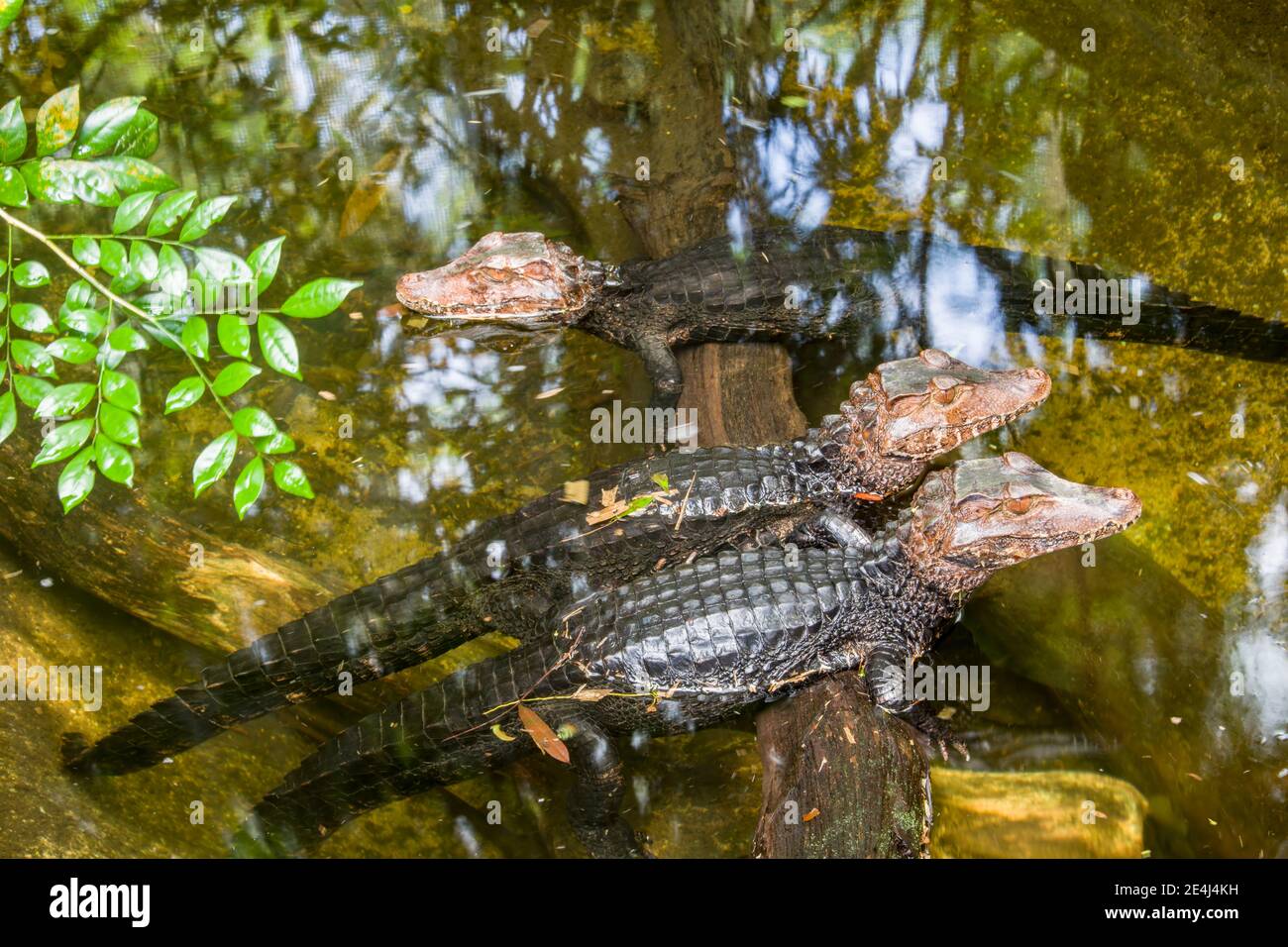 Dwarf Caiman Full Size