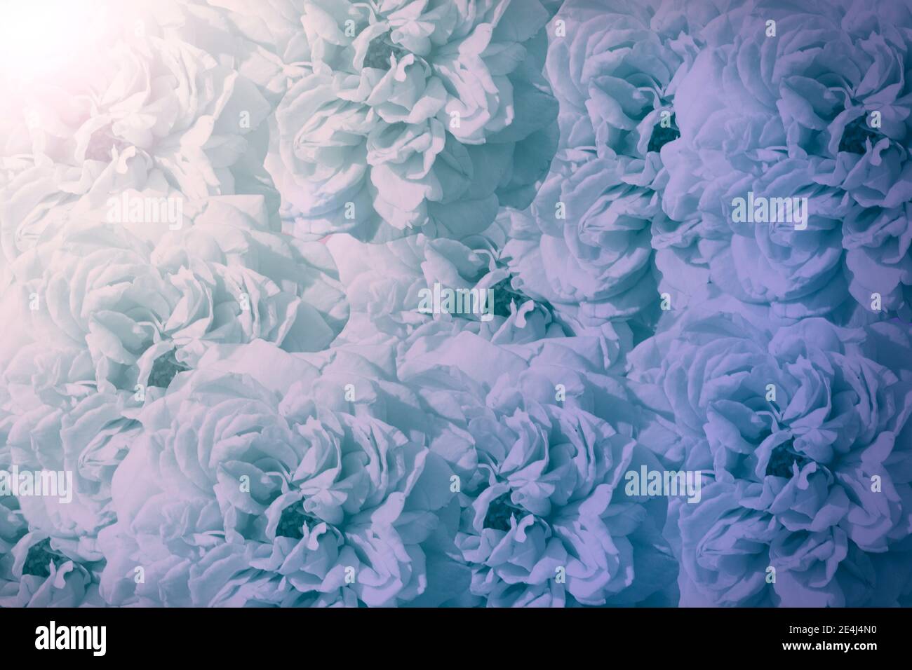 Many of roses in blue tone color and shining light for lovely ...