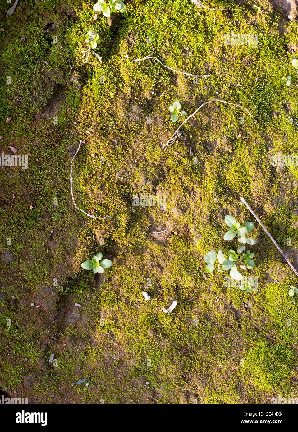 Dirty moist soil close up with green tiny grasses and mosses Stock ...