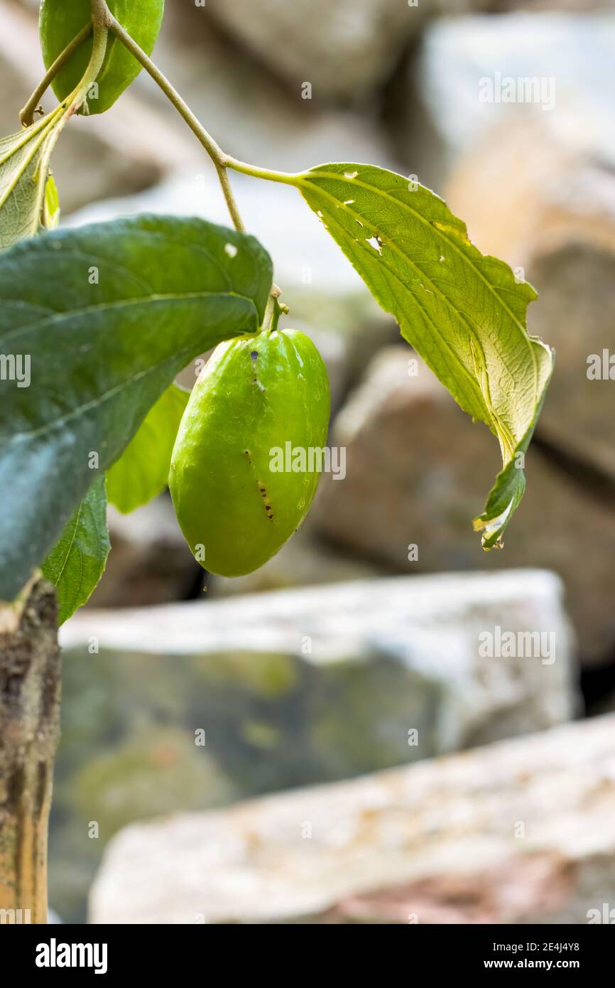 Organic green Jujube fruit with green leaves close up Stock Photo - Alamy