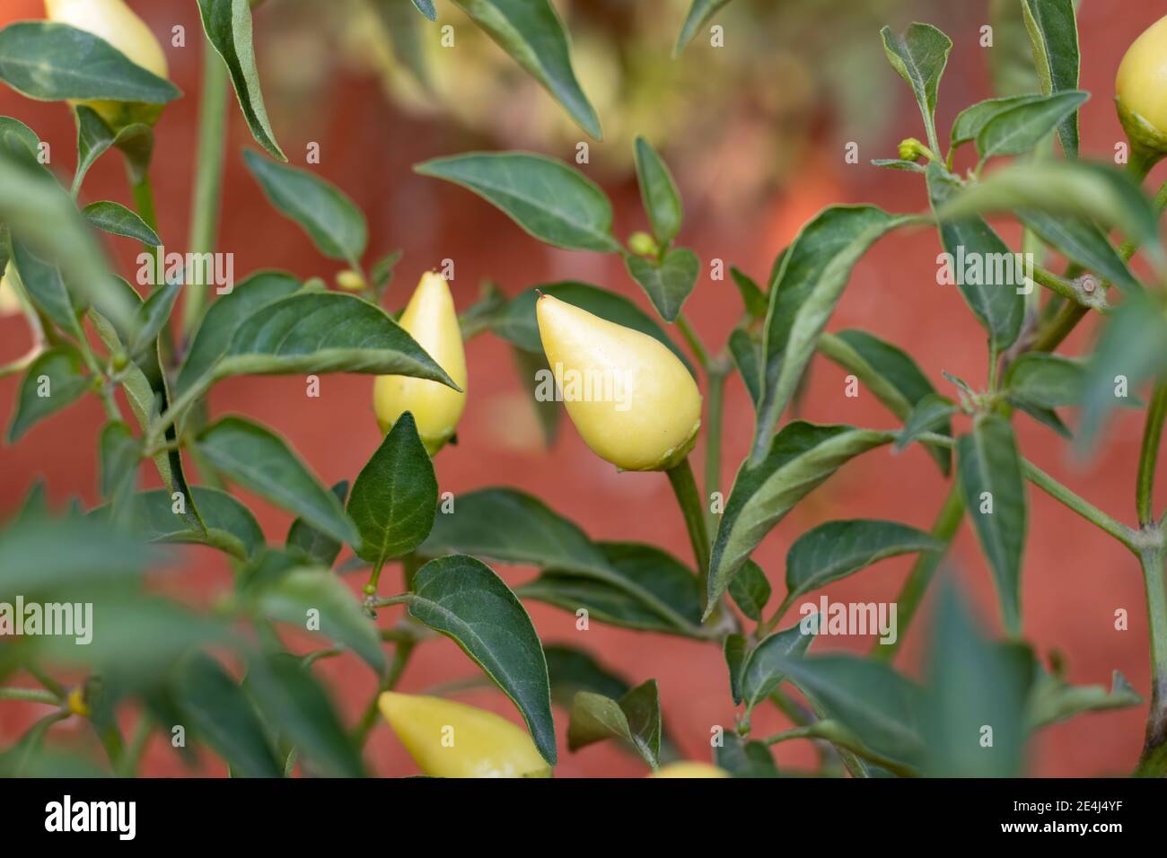 Growing yellow chilli peppers close up on the tree Stock Photo - Alamy