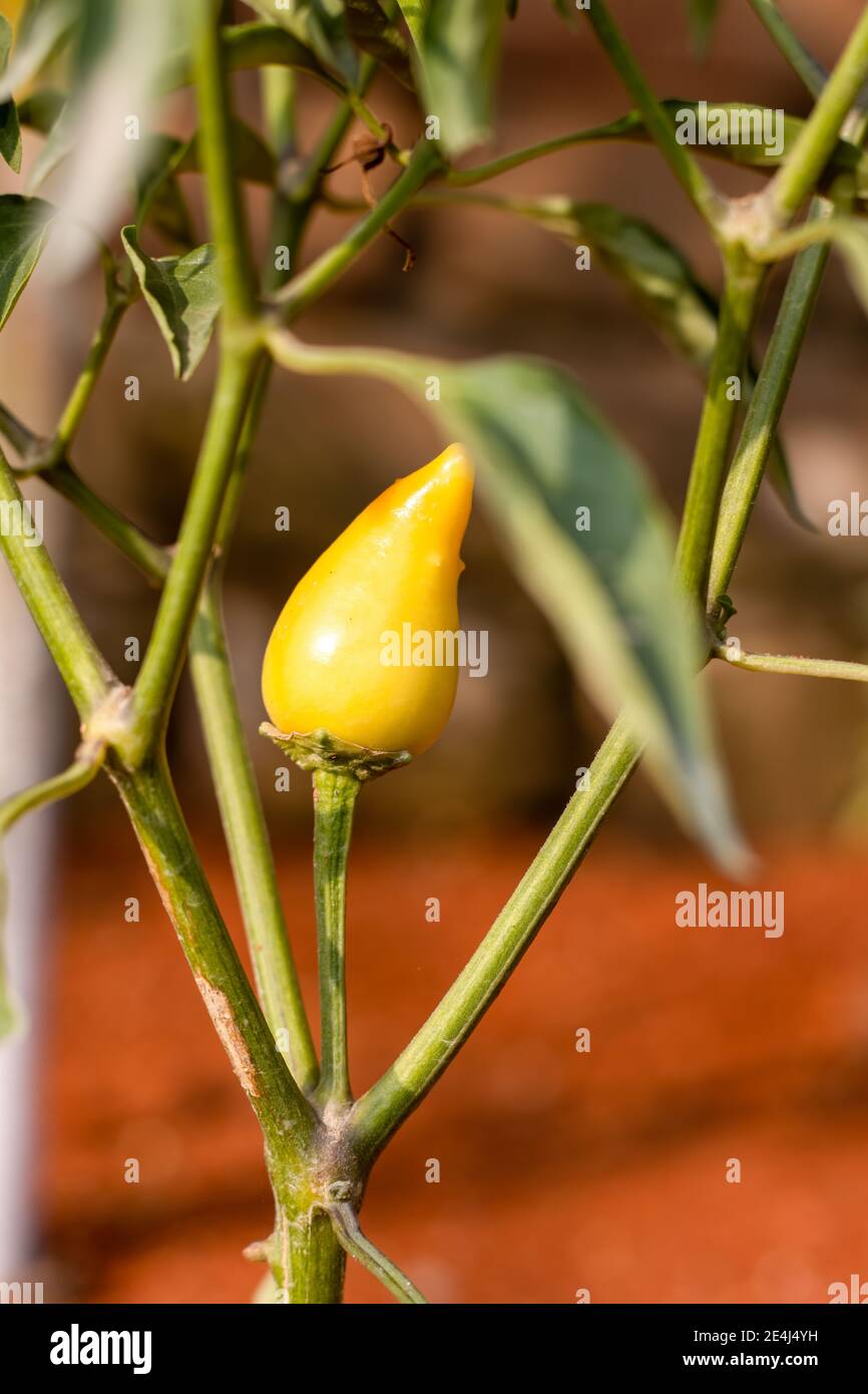Chilli pepper close up hi-res stock photography and images - Alamy