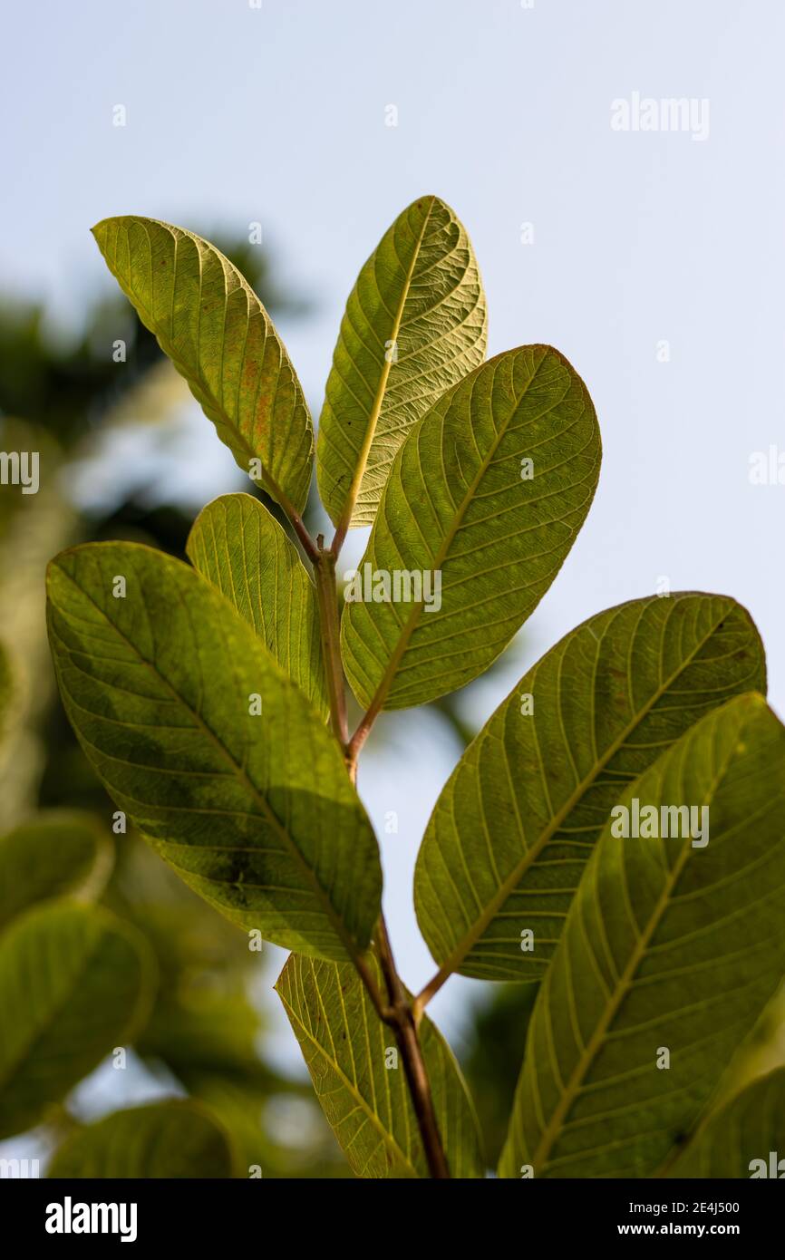 Growing green guava branch close up shot from the down Stock Photo - Alamy