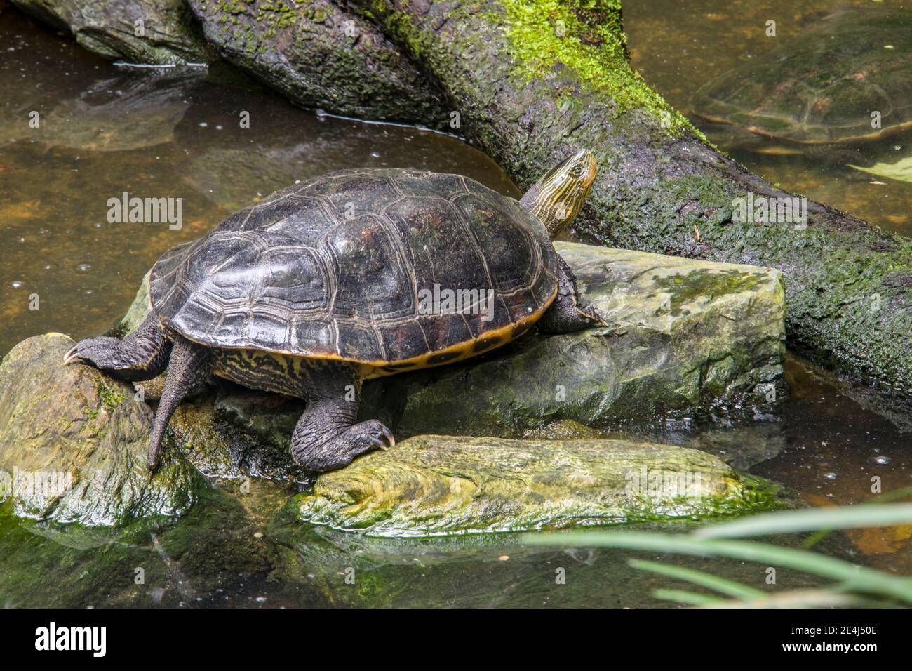 Chinese stripe necked turtle hi-res stock photography and images - Alamy