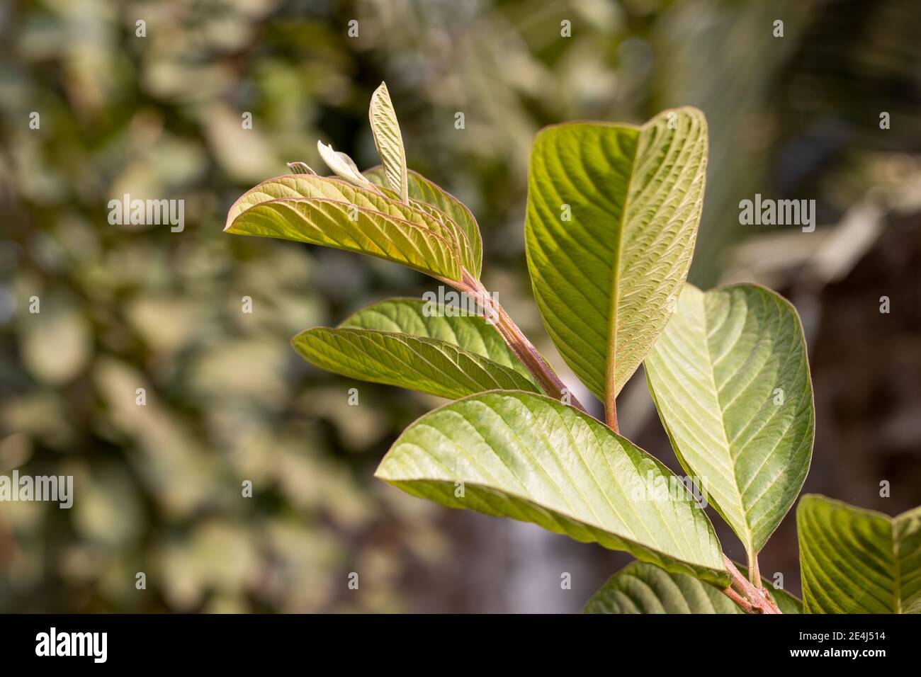 Fresh growing green guava branch Stock Photo - Alamy
