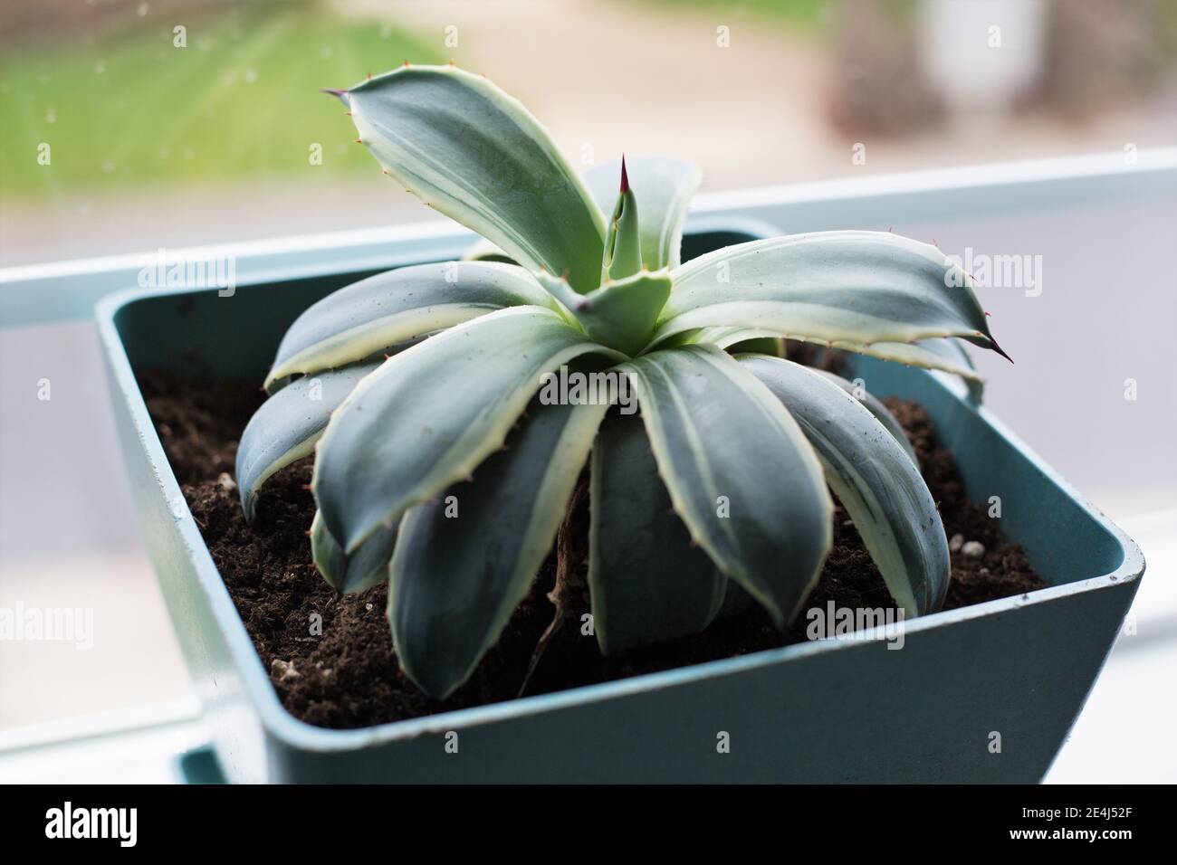 An agave 'cream spike' plant on a windowsill Stock Photo - Alamy