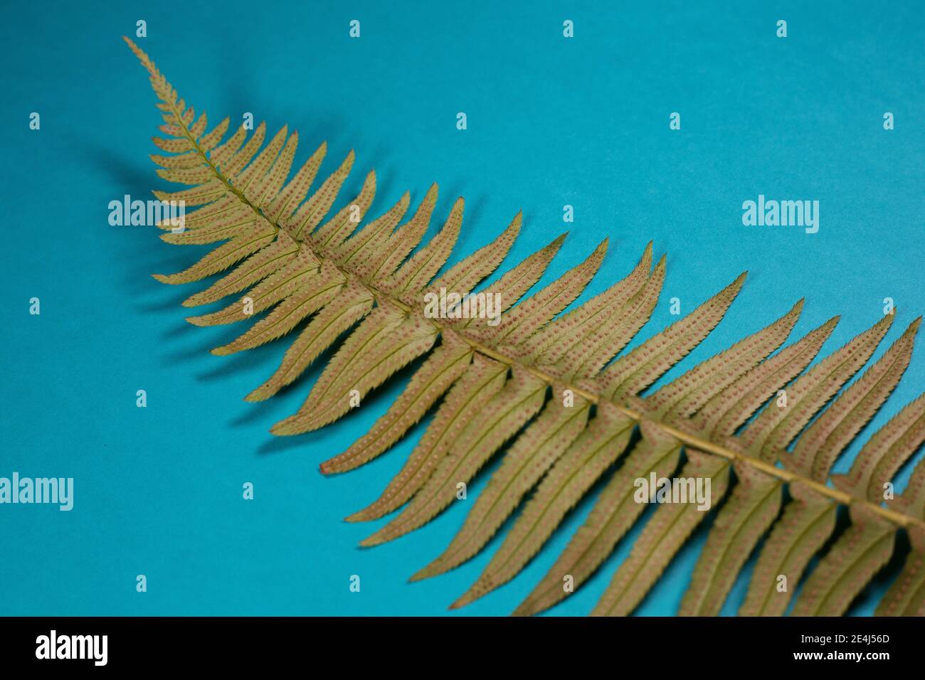 The underside of a fern frond showing the spores Stock Photo - Alamy