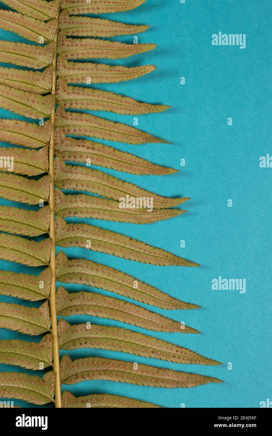 The underside of a fern frond showing the spores Stock Photo - Alamy