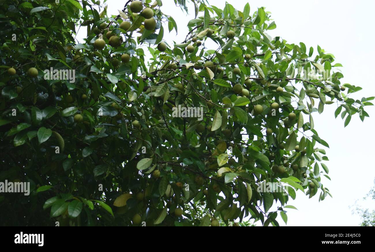 Nutmeg fruit or pala on tree in Indonesia Stock Photo - Alamy