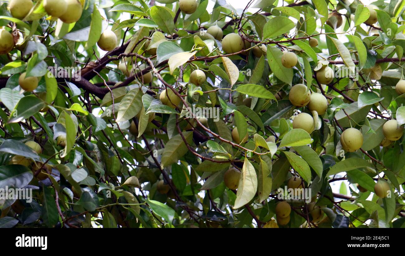 Nutmeg tree indonesia hi-res stock photography and images - Alamy
